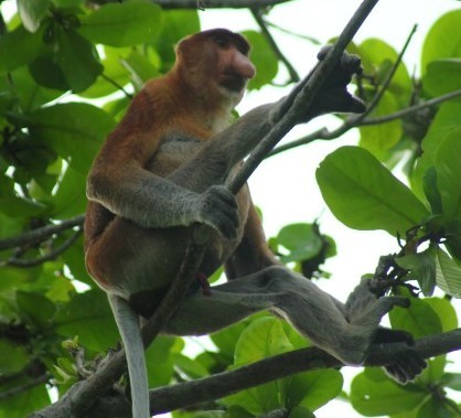 You are a monkey!